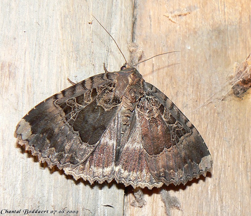 [Mormo maura] Immense papillon de nuit - Le Monde des insectes