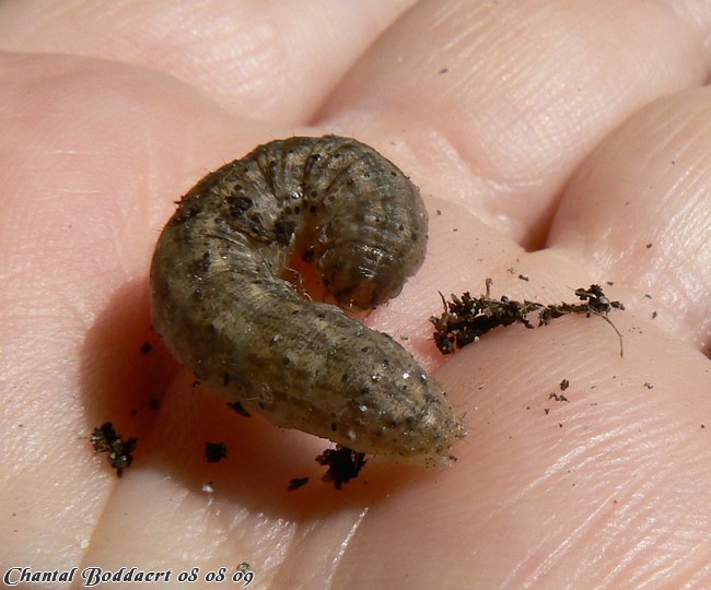 [Agrotis sp.] chenille au repos.. - Le Monde des insectes