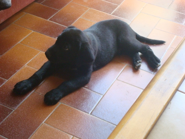 Adopté BOB labrador noir 2 mois 1/2