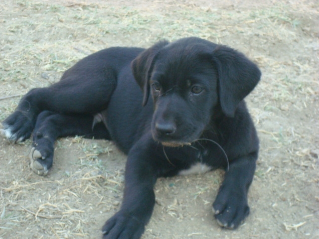 Bob labrador noir 2 mois (34)