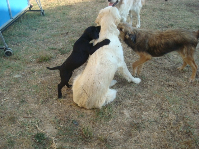 Bob labrador noir 2 mois (34)