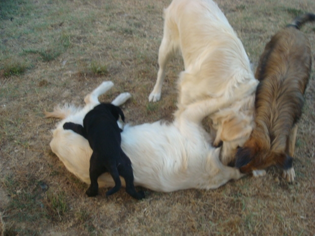 Bob labrador noir 2 mois (34)