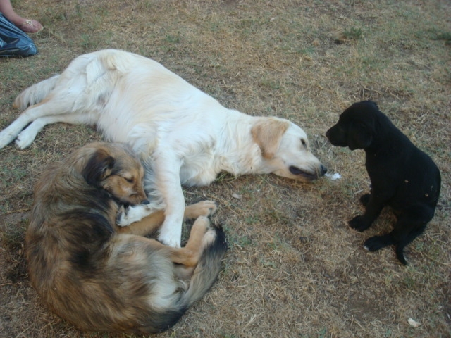 Bob labrador noir 2 mois (34)