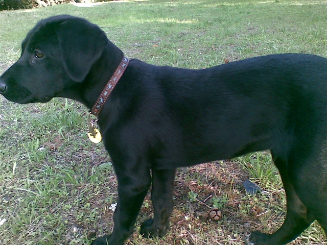 Bob labrador noir 2 mois (34)