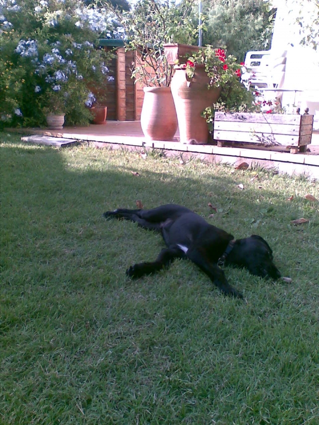 Bob labrador noir 2 mois (34)