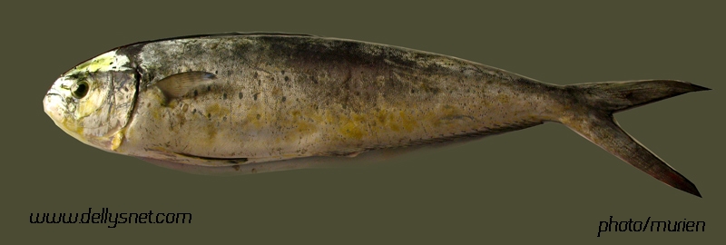 Photo lambouka de l'album animeaux