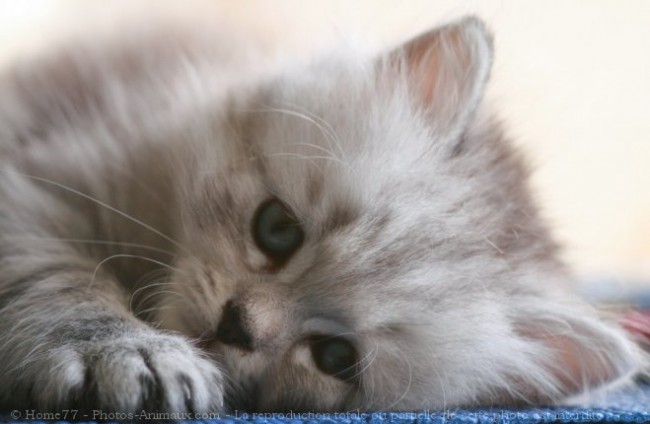 chat - Le blog de Lulu