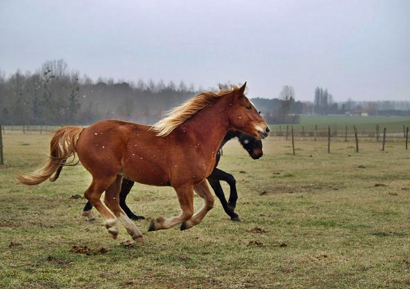 O en tes vous avec vos T - 138 - Forum Cheval
